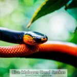 Discover the Most Beautiful Snakes in the World!