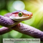 Breeding Lavender Corn Snakes: Genetics, Pairing, and Care