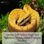 Banana Ball Python Care Tips: Enclosure, Temps, Hides & Proper Feeding