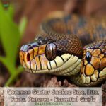 Common Garter Snakes: Size, Bite, Facts, Pictures - Essential Guide