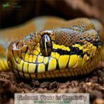 Gaboon Viper: Africa's Venomous Beauty - Captivating Facts and Photos