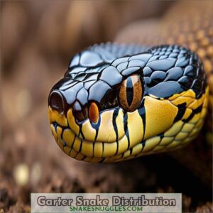 Common Garter Snakes: Size, Bite, Facts, Pictures - Essential Guide