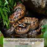 Spider Ball Python: Unraveling the Captivating Wobble & Ethics Debate