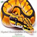 Spider Ball Python: Unraveling the Captivating Wobble & Ethics Debate