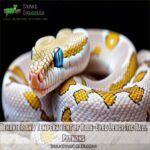 Blue-Eyed Leucistic Ball Python: Care, Appearance, and Buying Tips