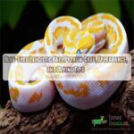 Blue-Eyed Leucistic Ball Python: Care, Appearance, and Buying Tips