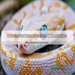 Blue-Eyed Leucistic Ball Python: Care, Appearance, and Buying Tips