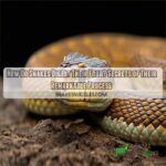 How Do Snakes Digest Their Food? Secrets of Their Remarkable Process