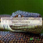 How Much Do Snakes Cost? 2025 Price Guide for Pet Lovers!