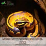Best Heat Lamps for Ball Pythons: Top 6 Picks for Optimal Reptile Care