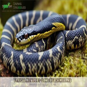 Full List of California King Snake Morphs: 50+ Stunning Variations