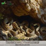 When Do Snakes Go Into Hibernation? Understanding Snake Brumation Timing
