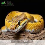 Ball Python Teeth: Surprising Facts About Your Snake's Hidden Fangs