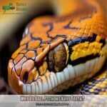 Ball Python Teeth: Surprising Facts About Your Snake's Hidden Fangs