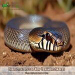 Non-Venomous Snakes: a Guide to Species, Characteristics and Habitat