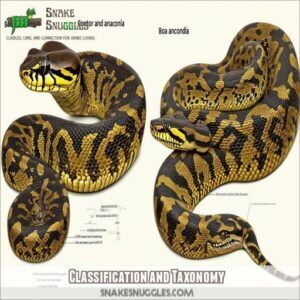 Difference Between Boa Constrictor and Anaconda: Giants of the Snake World