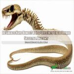 Do Snakes Have Bones? A Deep Dive Into Their Unique Skeletal Anatomy