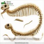 Do Snakes Have Bones? A Deep Dive Into Their Unique Skeletal Anatomy
