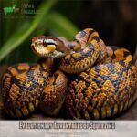 Boa Constrictor Squeeze Explained: Anatomy, Evolution, and Prey Suffocation
