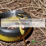 How Do Snakes Pee? Surprising Facts About Reptile Waste Excretion