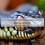 How Do Snakes See Clearly? Their Eyesight Isn't All It's Cracked Up to Be