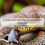 How Often to Feed a Pet Snake: a Guide to Feeding Techniques