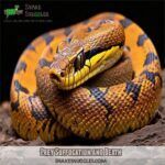 Boa Constrictor Squeeze Explained: Anatomy, Evolution, and Prey Suffocation
