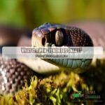 Non-Venomous Snakes: a Guide to Species, Characteristics and Habitat