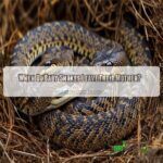 Baby Snakes: Do They Stay With Their Mother?