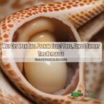 Why Cut Open Ball Python Eggs? Pros, Cons & Expert Tips Revealed
