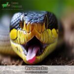 Why Do Snakes Hiss? Shocking Reasons Behind This Deadly Sound Revealed!