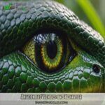 27 Jaw-Dropping Anaconda Facts: What You Never Knew About World's ...