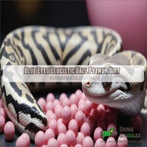 Blue Eyed Leucistic Ball Pythons: Care, Cost, Traits, and Tips
