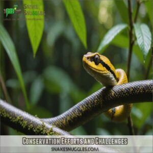 Golden Lancehead - Venomous Treasure of Brazil's Snake Island