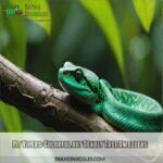Poisonous Snakes in the Philippines: 5 Deadly Species You Must Know!