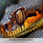 How Snakes See at Dusk: Infrared Vision Explained