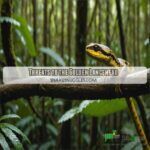 Golden Lancehead - Venomous Treasure of Brazil's Snake Island