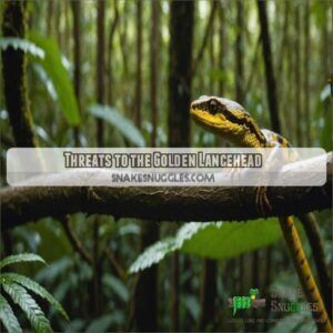 Golden Lancehead - Venomous Treasure of Brazil's Snake Island