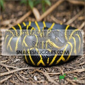 Black and Yellow Snake Texas: Venomous or Harmless? Find Out!