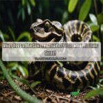 What Does a Boa Constrictor Eat? Essential Feeding Guide!