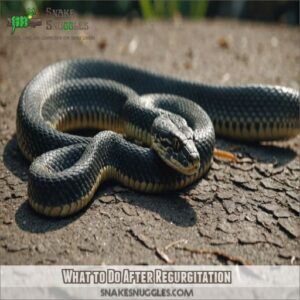 Snake Regurgitates Its Food: Why It Happens and How to Respond