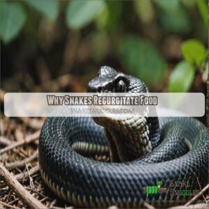 Snake Regurgitates Its Food: Why It Happens and How to Respond