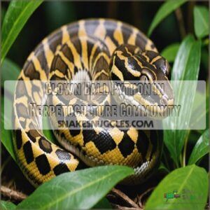 Clown Ball Python: Stunning Morph That's Transforming Snake Breeding