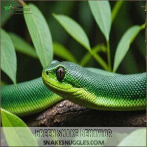 Green Snake Identification: Types, Pictures & Safety Tips