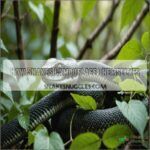 Snake Camouflage Techniques: Nature's Hidden Masters Unveiled