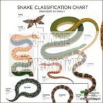 Types of Snakes: Families, Notable Species, Facts & Myths