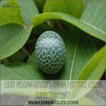 Grass Snake Eggs Size & Appearance: Expert Guide + 10 Must-Know Facts