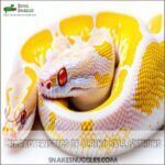 Albino Ball Python: Complete Guide to Care, Colors & Costs (2024)