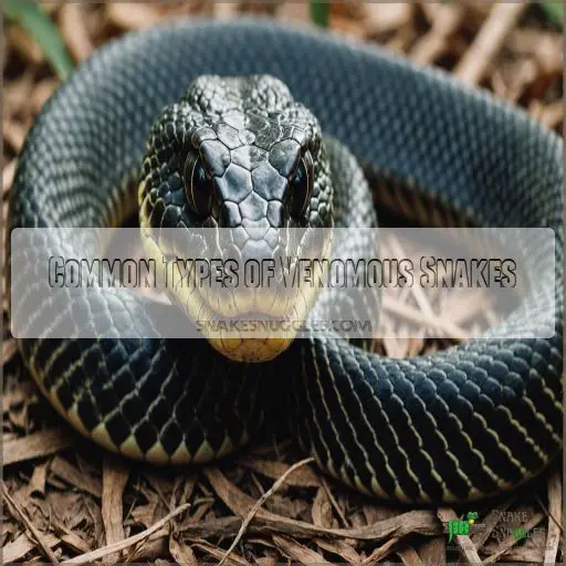 Snake Wound Care at Home: Essential First Aid and Tips