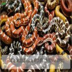 Corn Snake Morph Chart: 60+ Morphs!